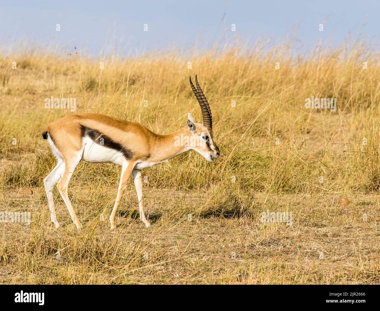 Thomson's Gazelle in Kenya, East Africa Stock Photo - Alamy