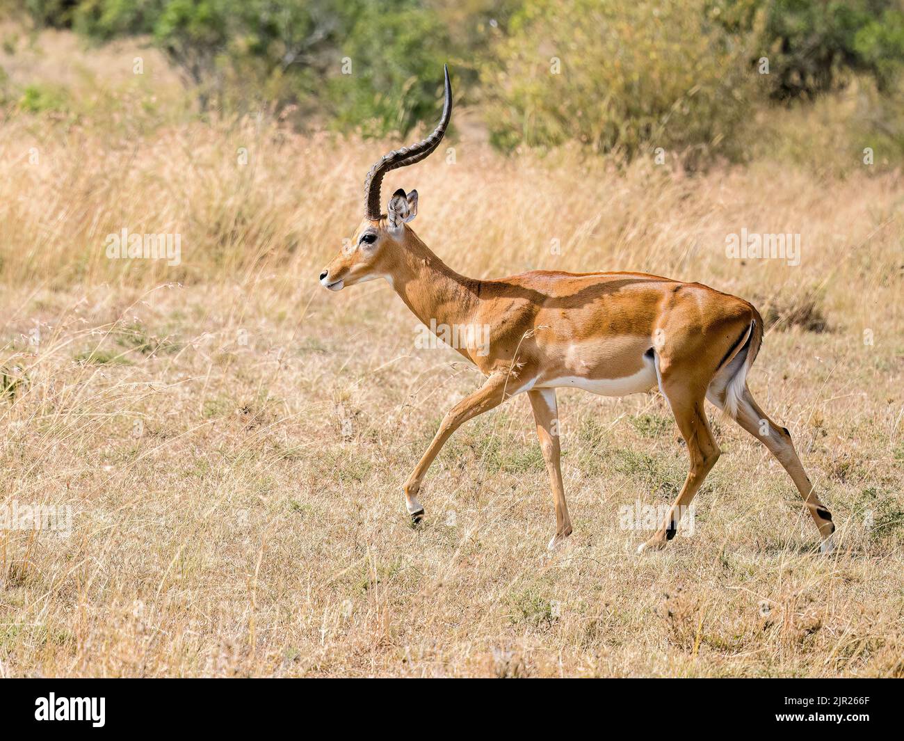 IMpala in Kenya, East Africa Stock Photo - Alamy