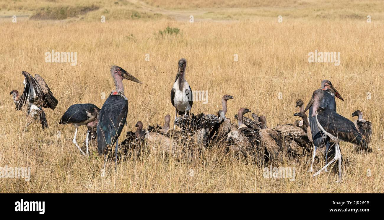 Marabou stork in Kenya, East Africa Stock Photo - Alamy