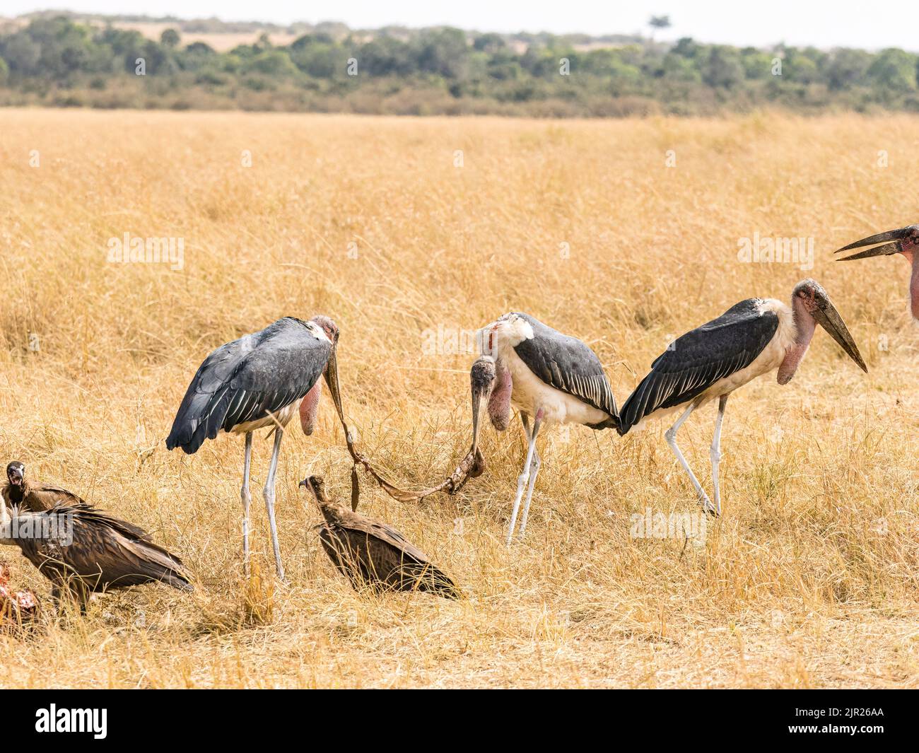 Marabou stork in Kenya, East Africa Stock Photo - Alamy