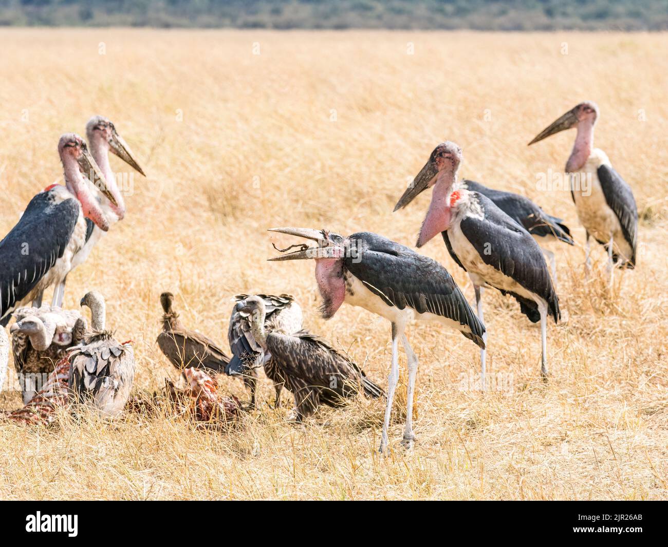 Marabou stork in Kenya, East Africa Stock Photo - Alamy