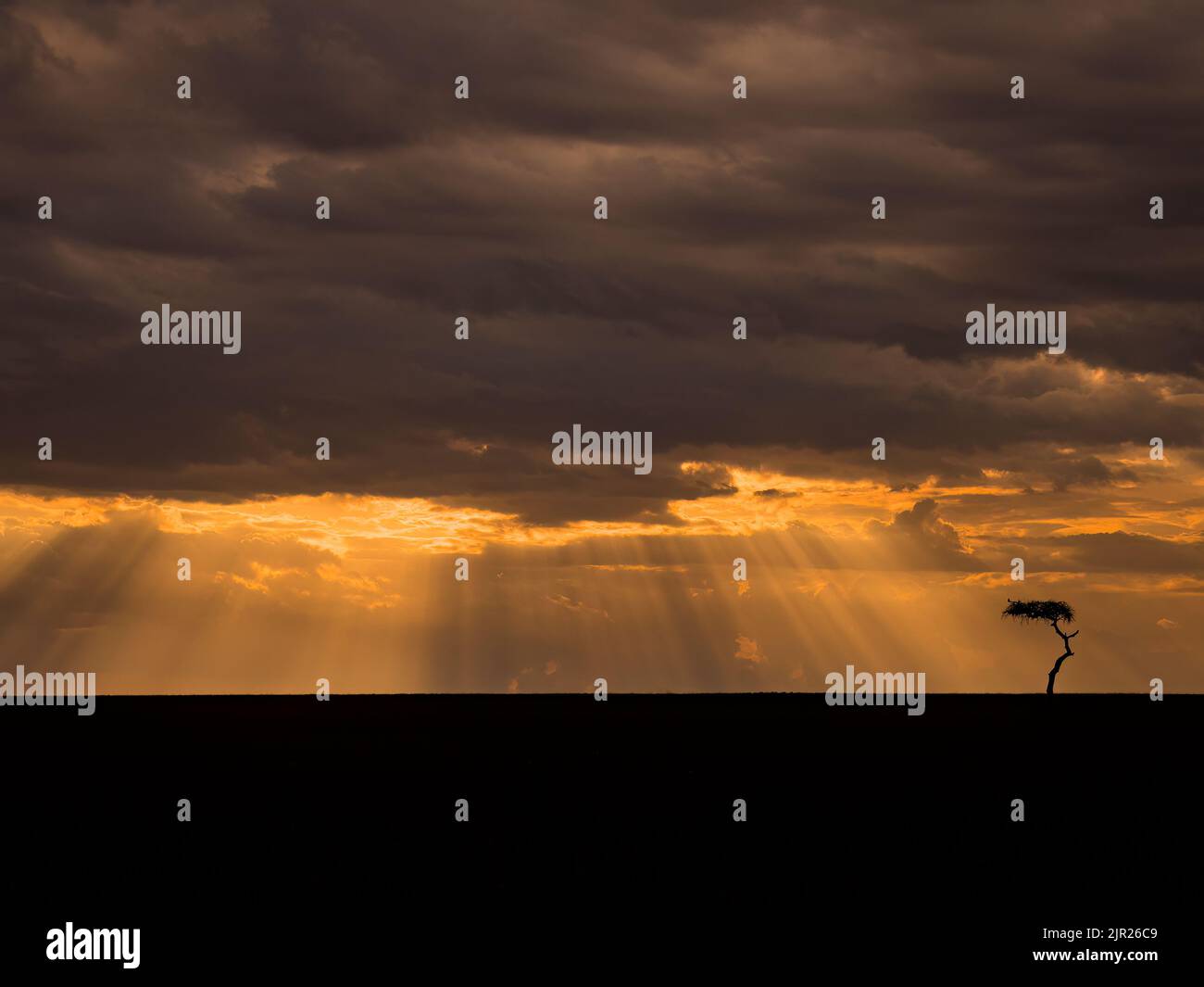 Mara national park hi-res stock photography and images - Alamy