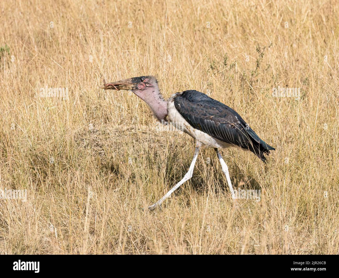 Marabou stork in Kenya, East Africa Stock Photo - Alamy