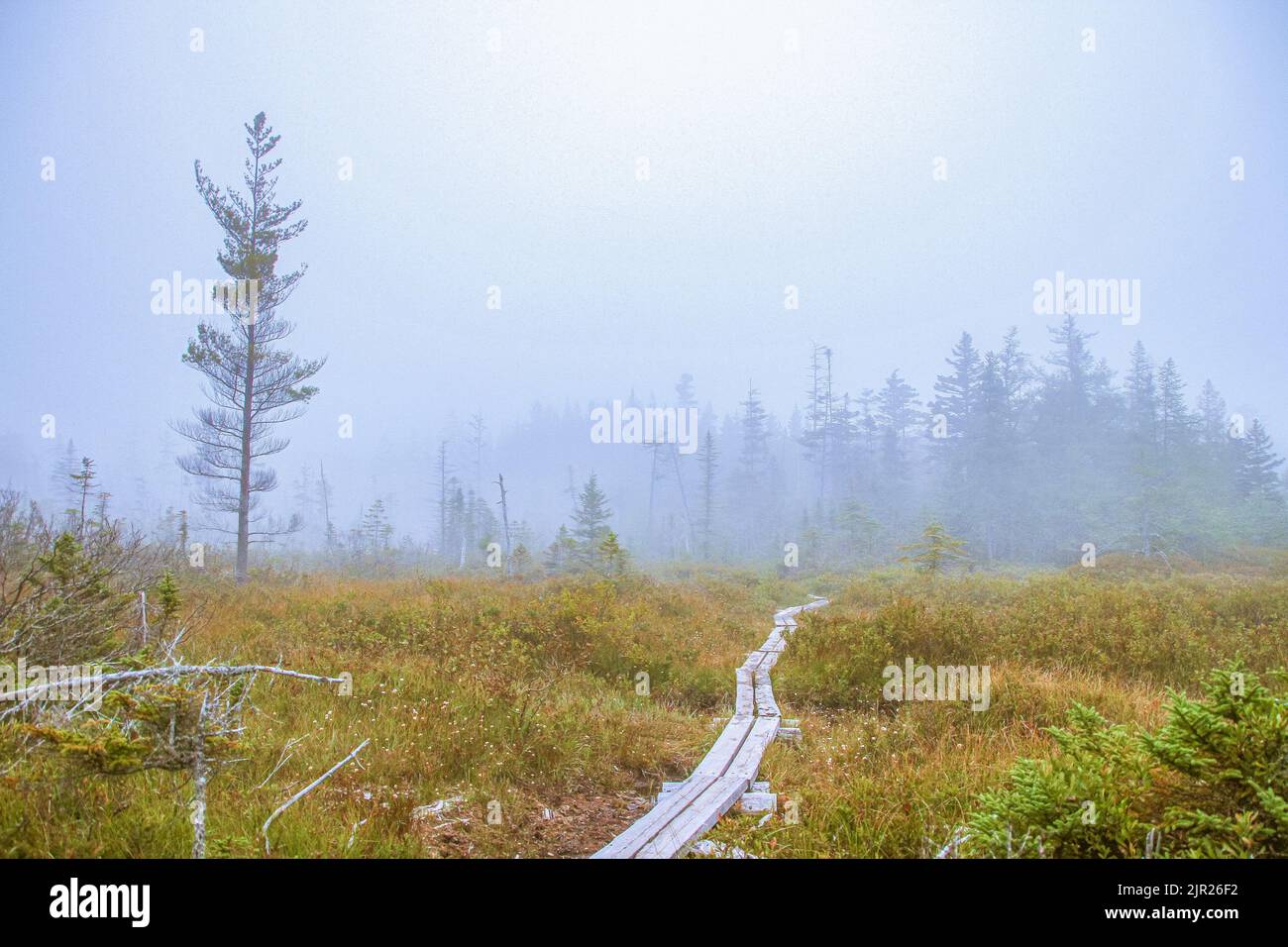 Foggy path in greenleaf trail,usa Stock Photo - Alamy