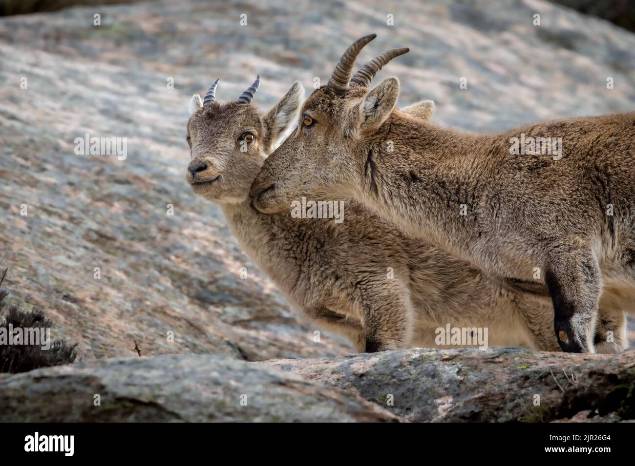 The two adorable Spanish Ibex cuddling on the cliff Stock Photo - Alamy