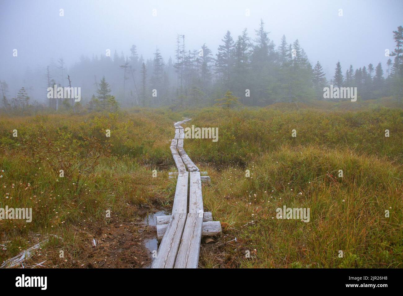 Foggy path in greenleaf trail,usa Stock Photo - Alamy