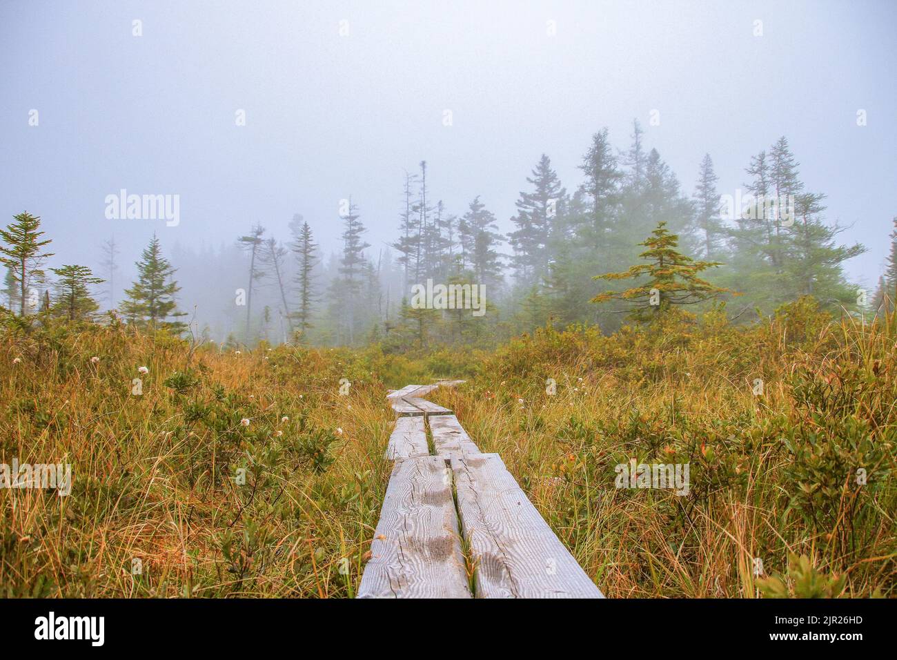 Greenleaf hi-res stock photography and images - Alamy