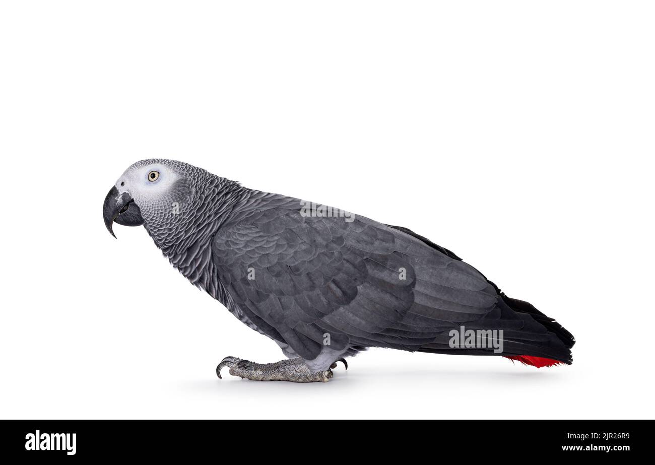 Pet parrot hi-res stock photography and images - Alamy