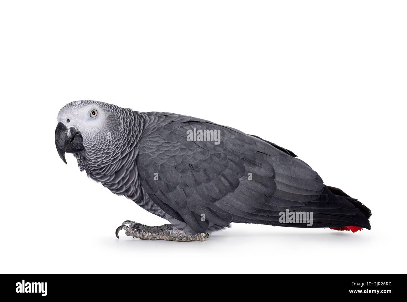 Detailed shot of Grey Parrot, standing side ways with head up. Head ...