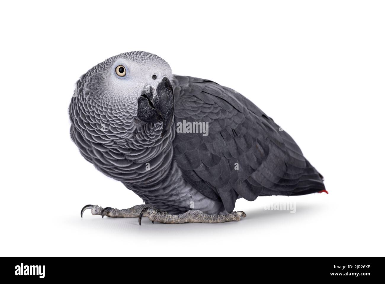 Detailed shot of Grey Parrot, standing side ways with head up. Head ...