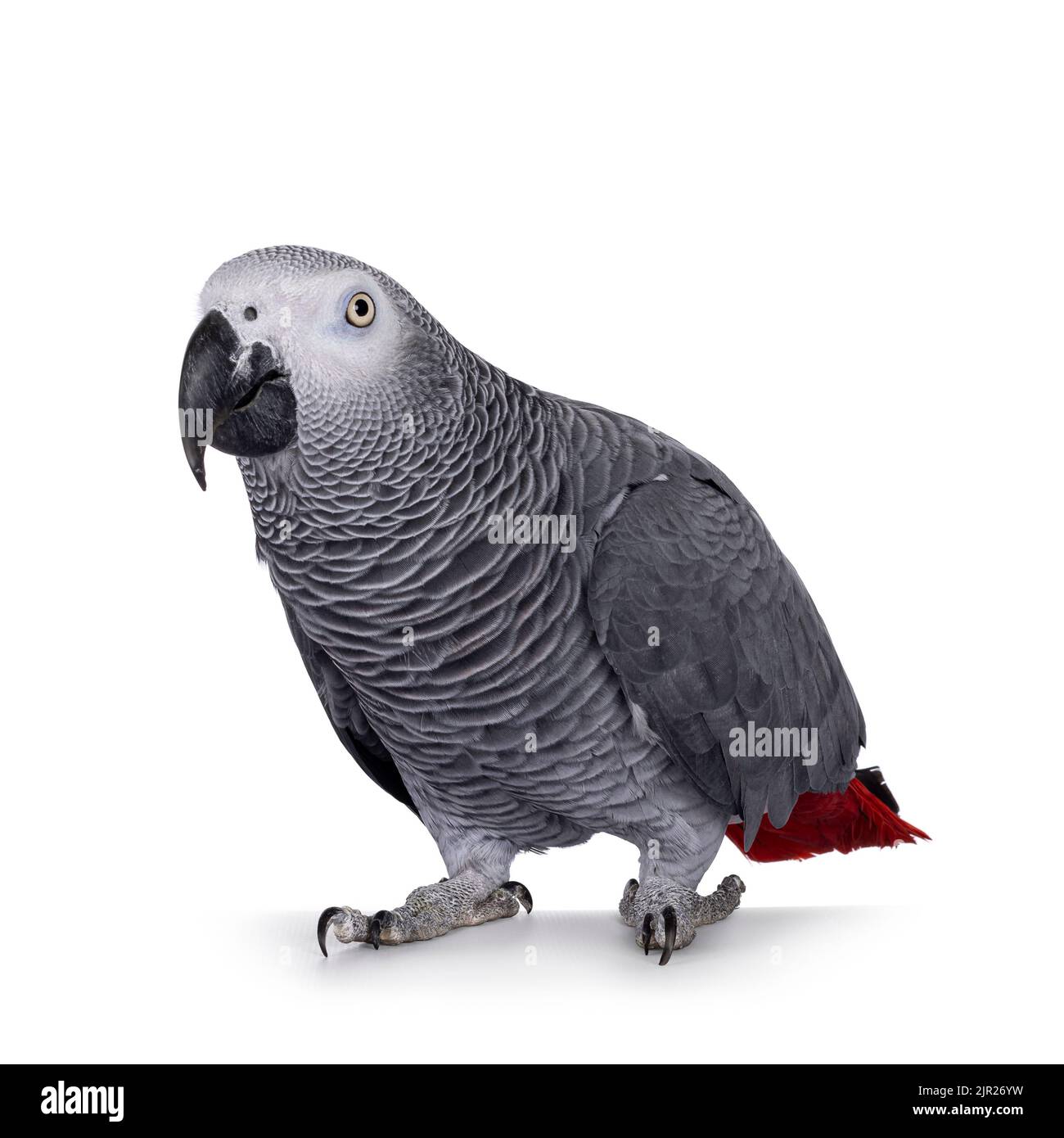 Front facing portrait african Cut Out Stock Images & Pictures - Alamy