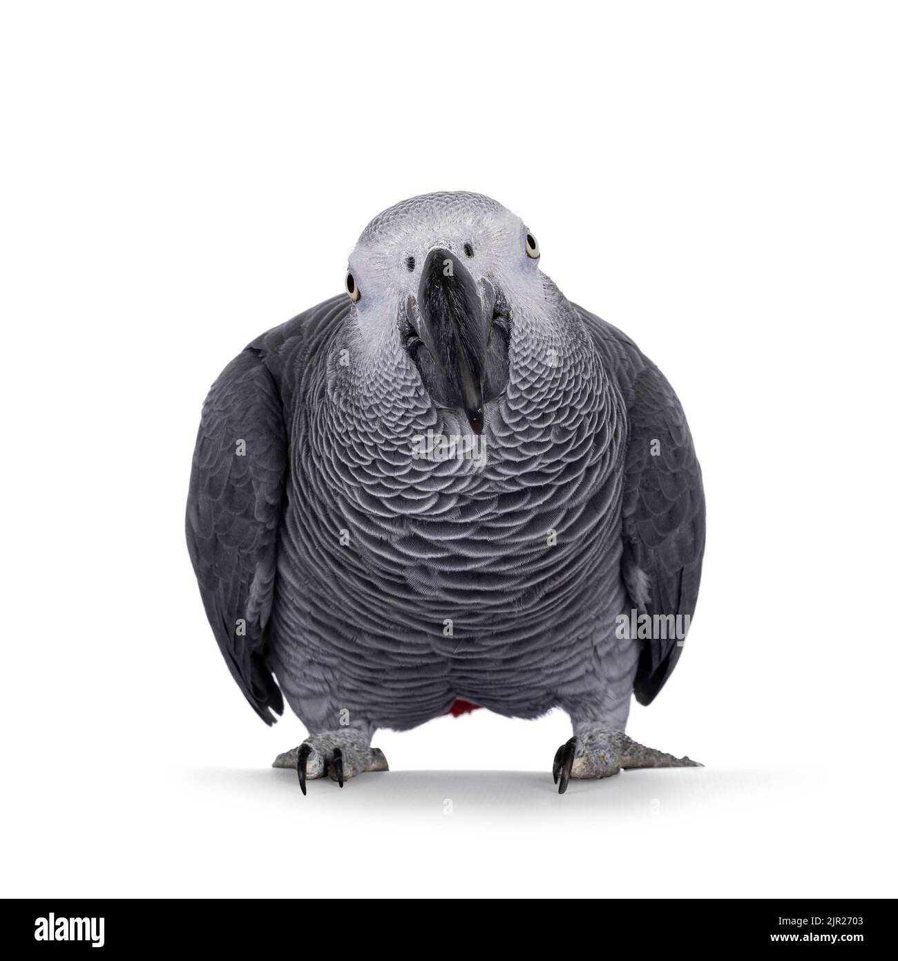 Parrot isolated front facing hi-res stock photography and images - Alamy