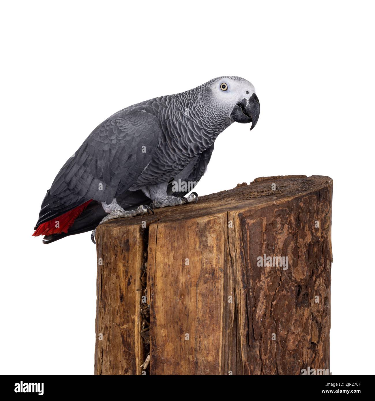 Detailed shot of Grey Parrot, standing side ways on tree trunk. Looking ...