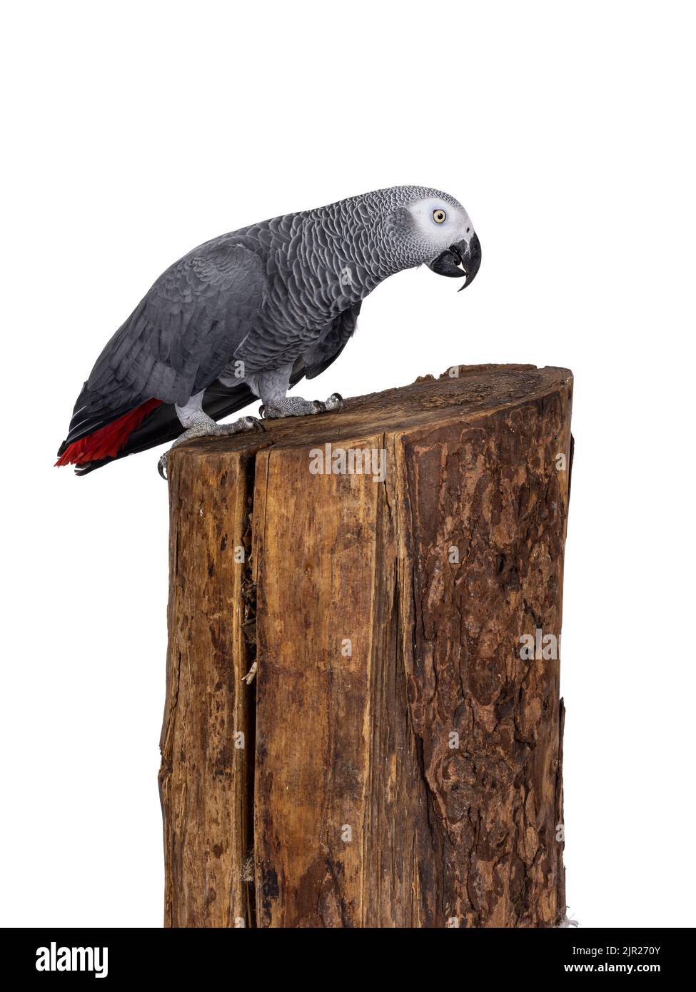 Detailed shot of Grey Parrot, standing side ways on tree trunk. Looking ...