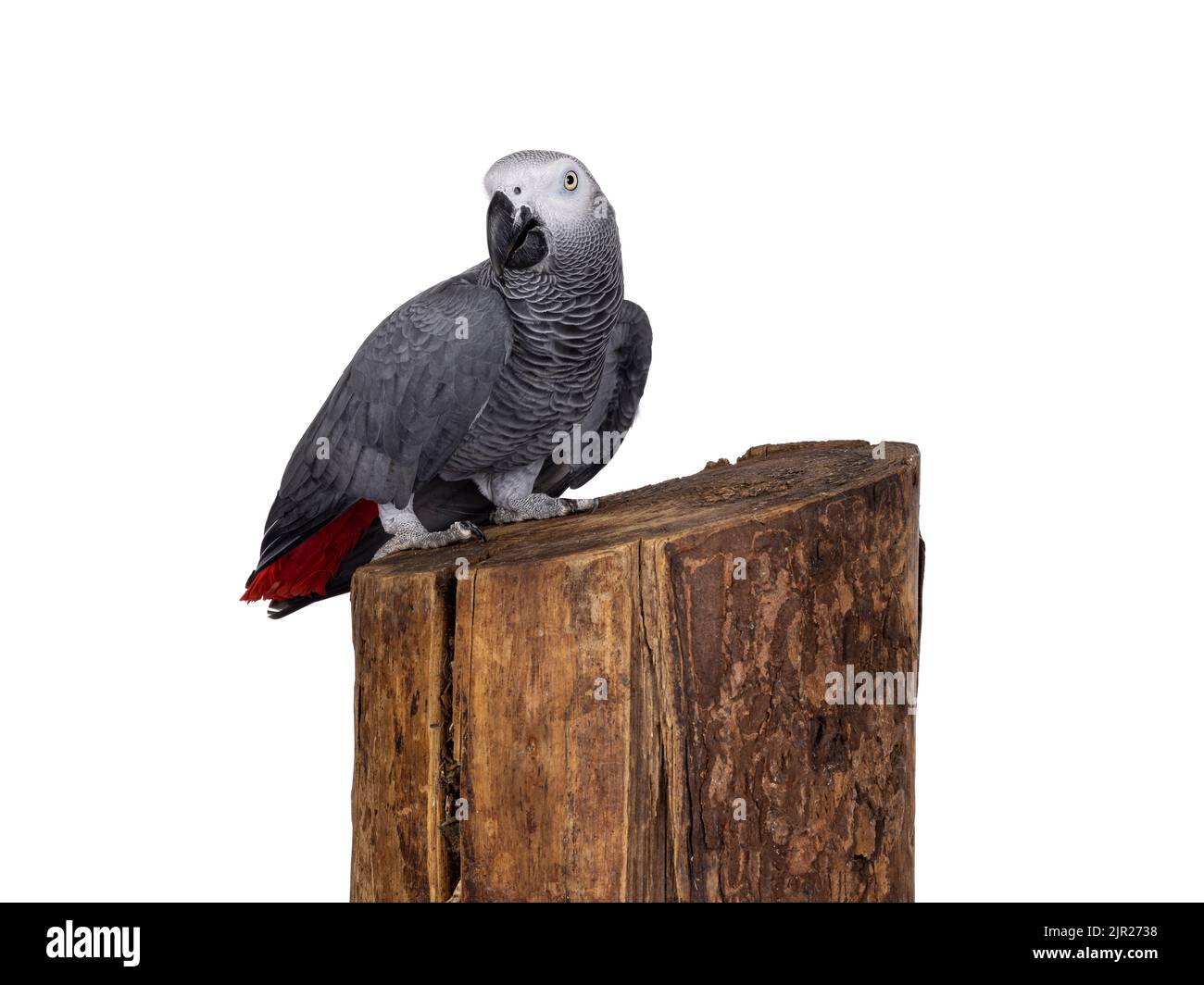 Detailed shot of Grey Parrot, standing side ways on tree trunk. Head ...