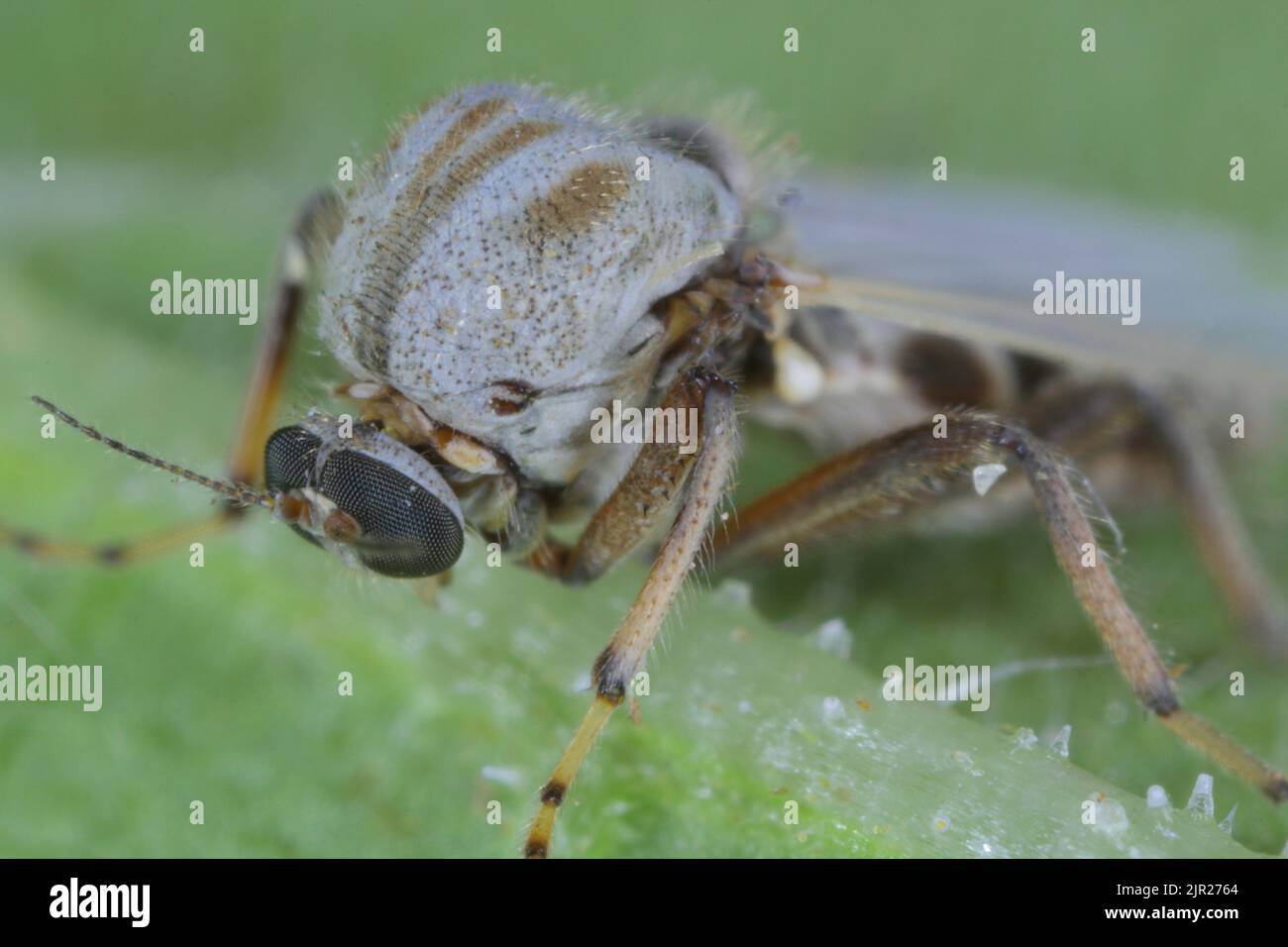 Female of flie from family Chironomidae (informally known as ...
