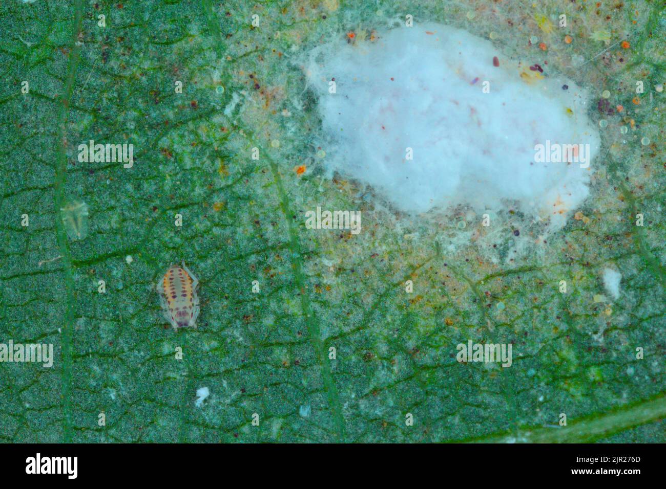 Thrips nymph hi-res stock photography and images - Alamy