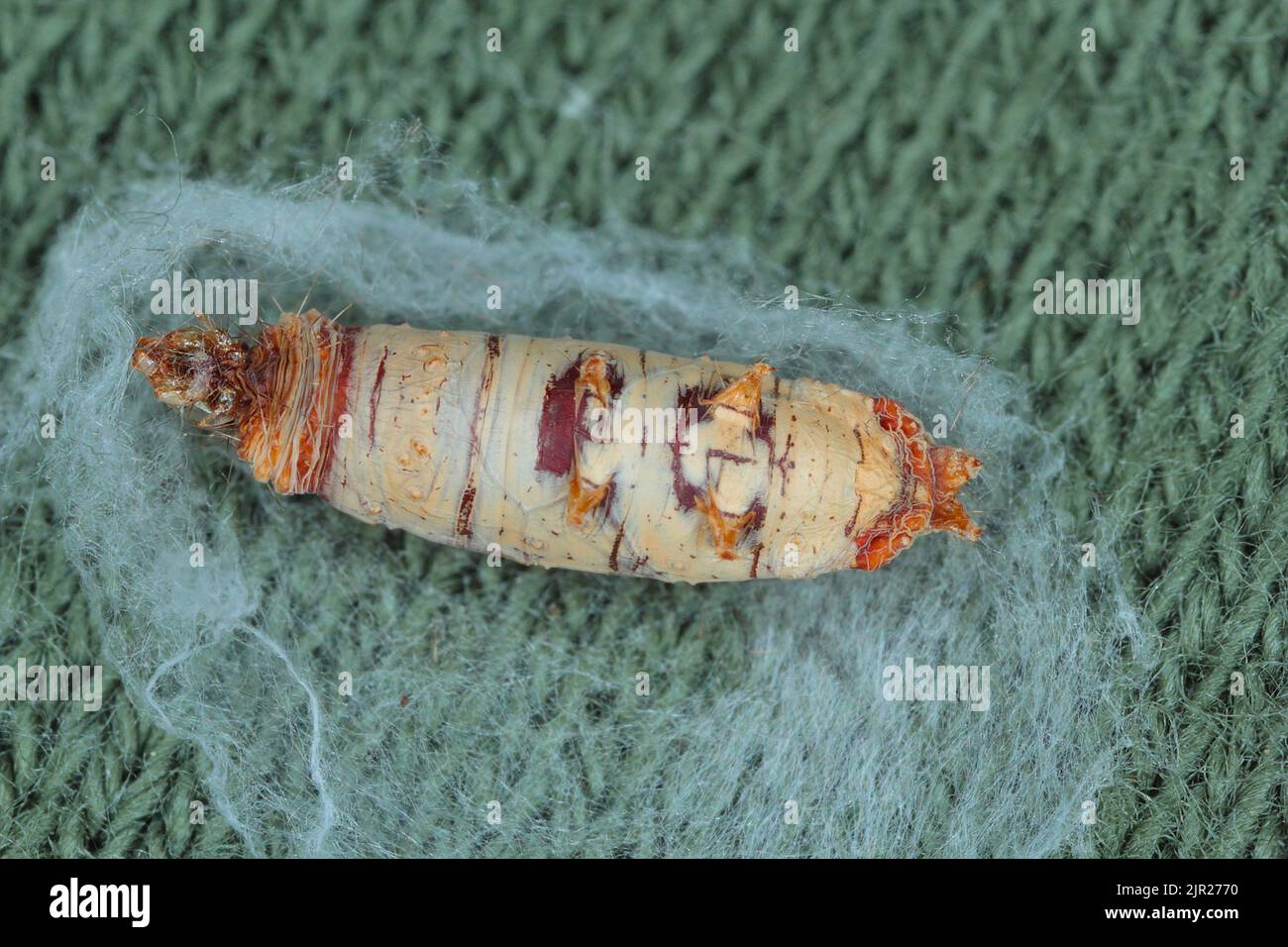 The cocoon, pupa of an insect of the order of flies Stock Photo - Alamy