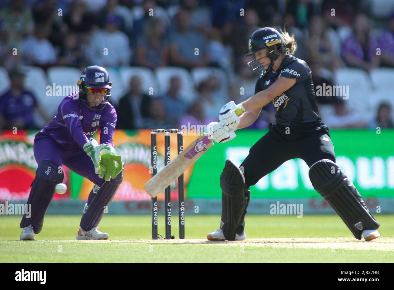 Cricket lamb hi-res stock photography and images - Alamy
