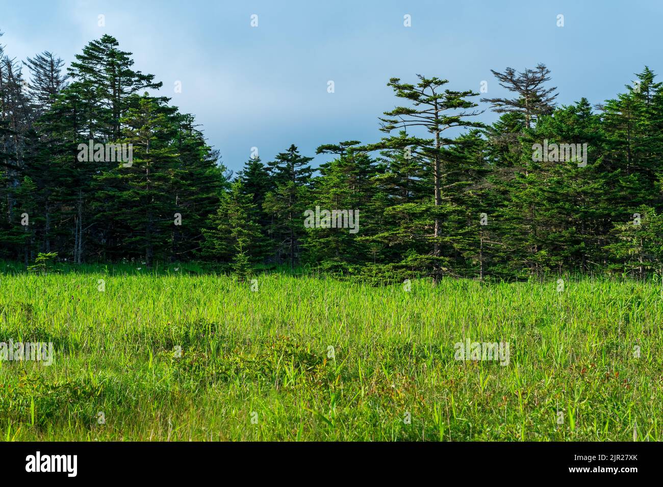 forest landscape of the South Kuril Islands, the edge of the seaside ...