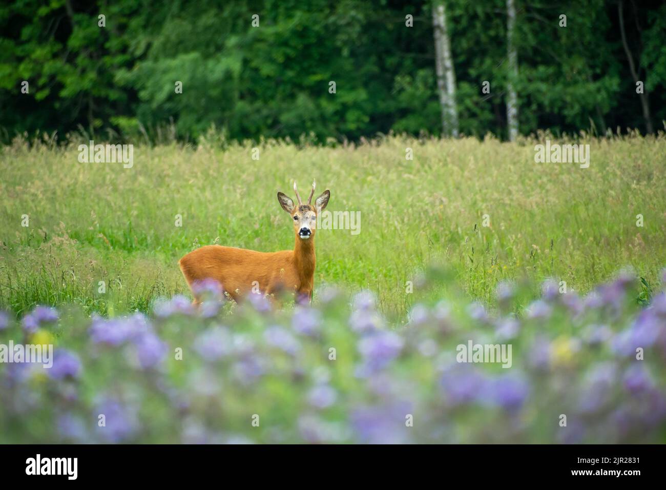 Male roe deer hi-res stock photography and images - Alamy