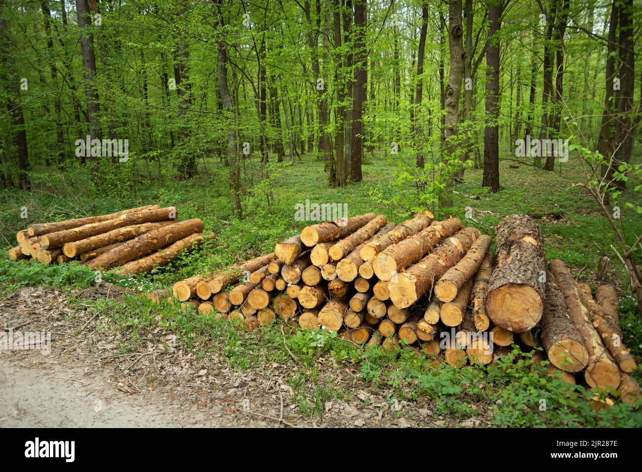 Deforestation and nature hi-res stock photography and images - Alamy