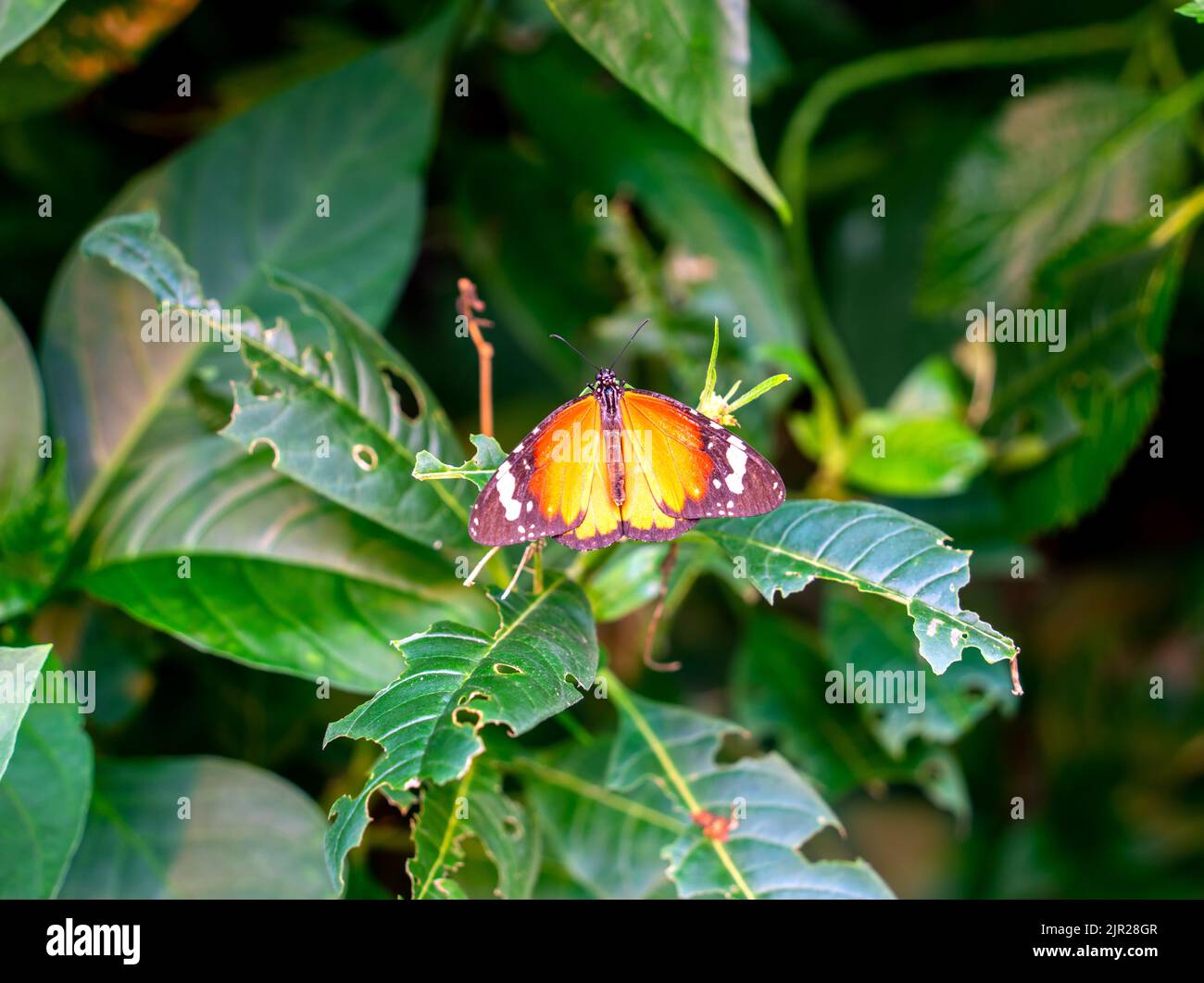 Close up of Plain tiger or African Monarch butterfly (Danaus chrysippus ...