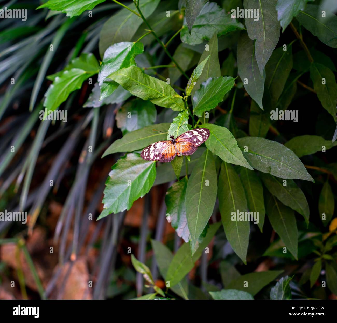 Insect insects wildlife panama hi-res stock photography and images - Alamy