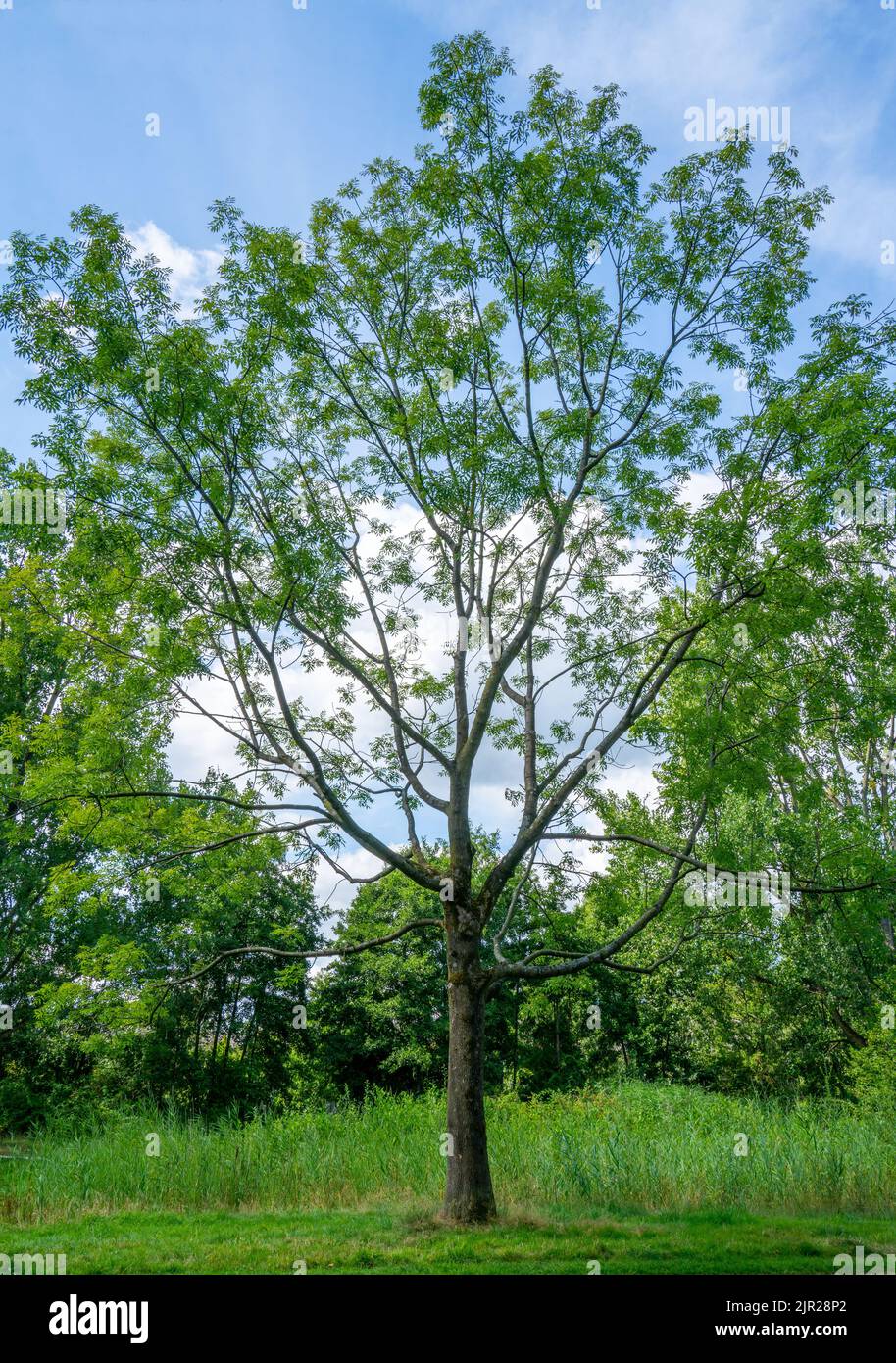 Close up of Ash tree (Fraxinus excelsior Stock Photo - Alamy