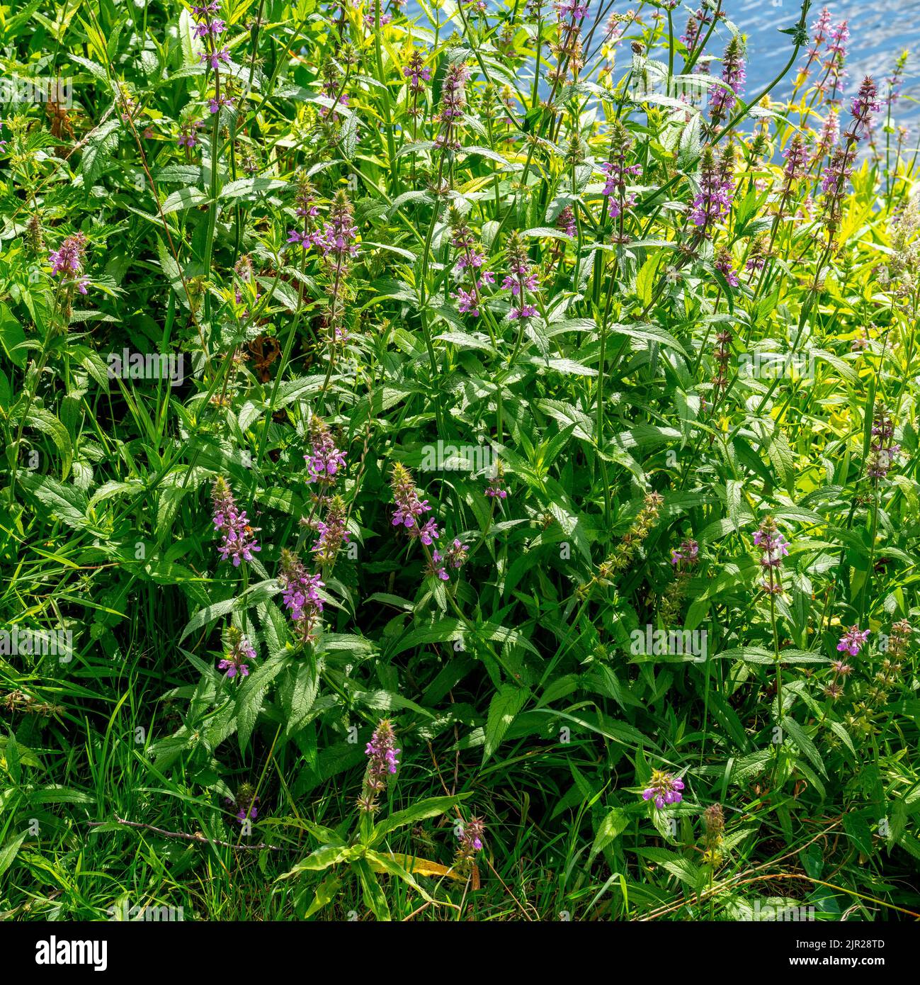 Marsh hedge nettle stachys palustris hi-res stock photography and ...