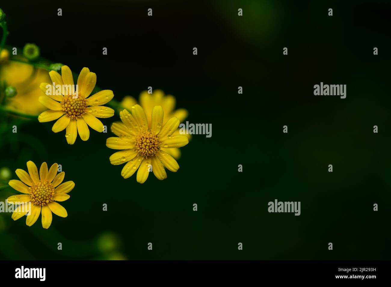 yellow Common daisy flower on nature background, soft focus Stock Photo ...