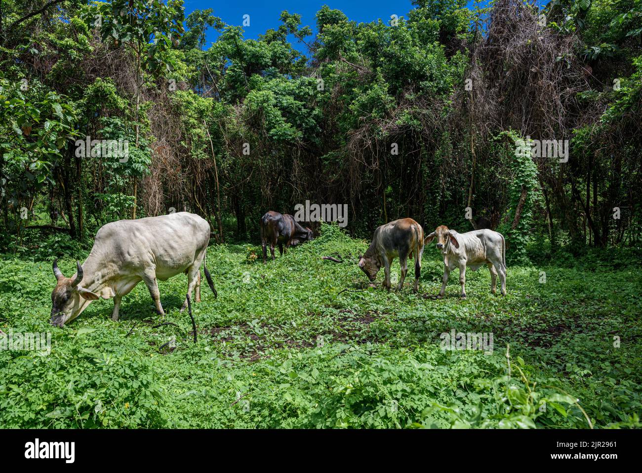 Jungle cattle and horses grazing on epic tropical island with beautiful ...