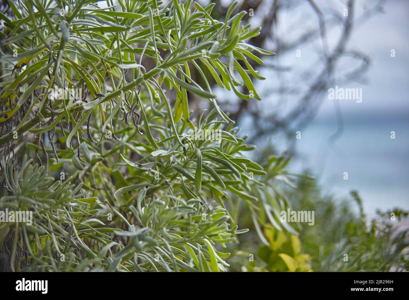 Detail of a tropical fat plant growing on the shores of the Mayan ...