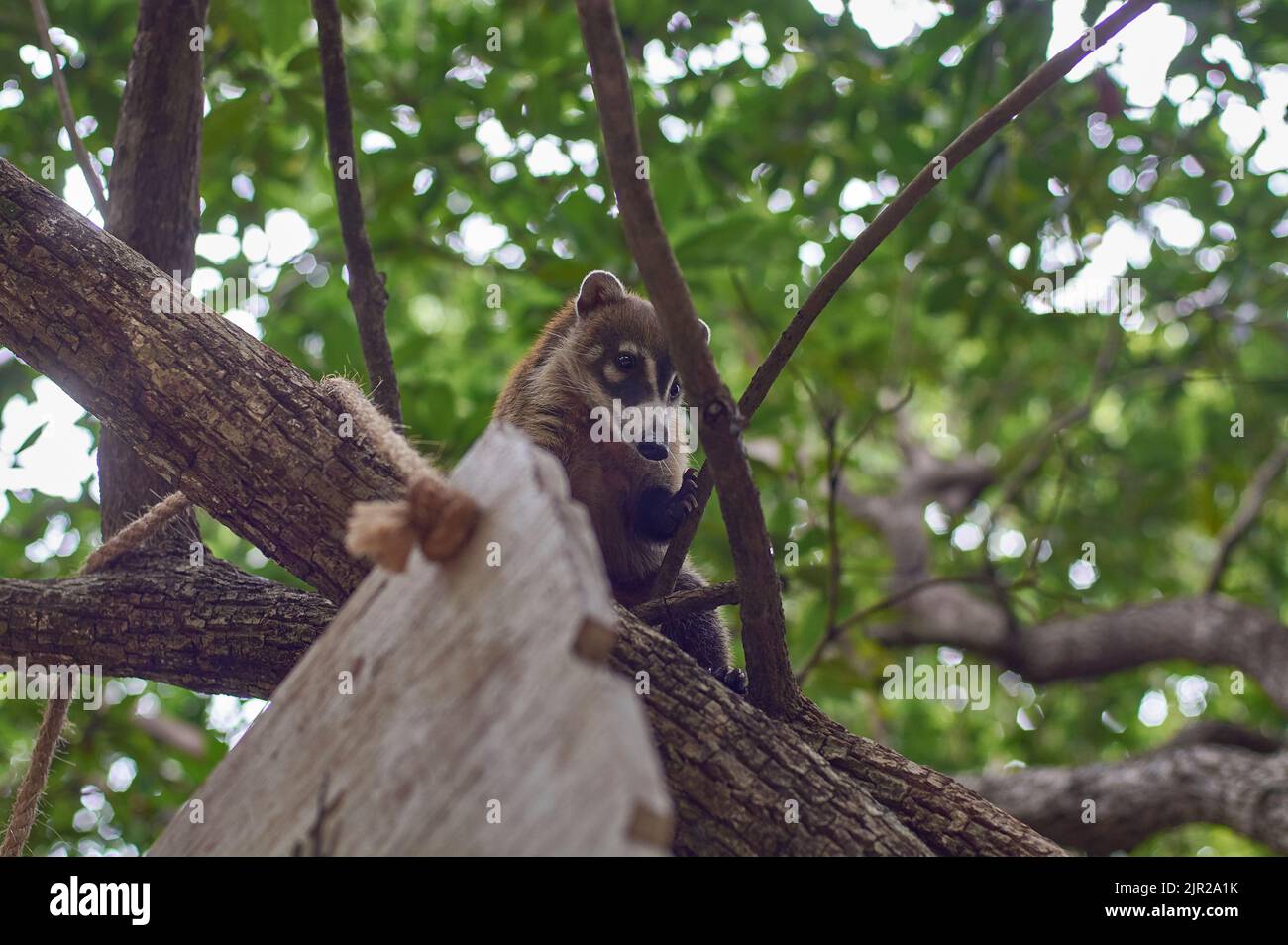 Little Coatì climbs up the trees in mexico Stock Photo - Alamy
