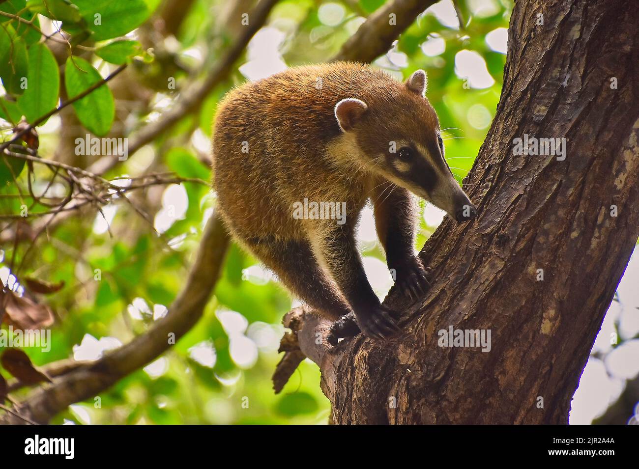 Exemplary of coati (Nasua narica) immersed in the tropic forest where ...