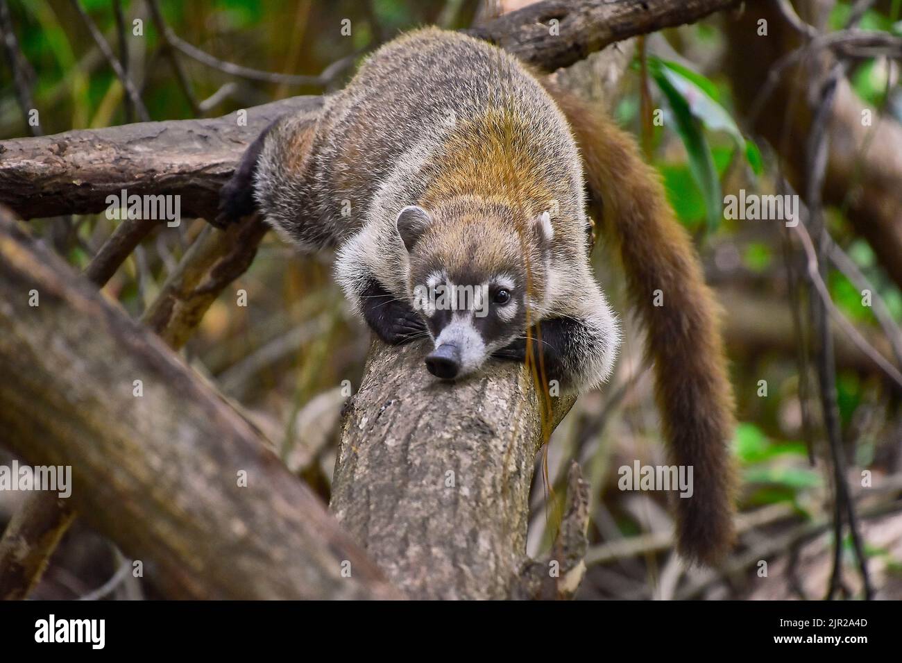 Exemplary of coati (Nasua narica) immersed in the tropic forest where ...
