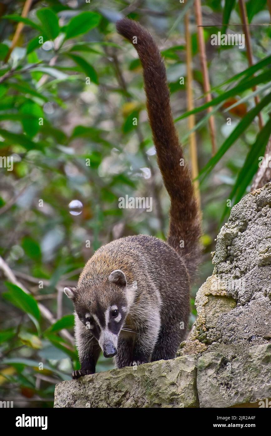 Exemplary of coati (Nasua narica) immersed in the tropic forest where ...