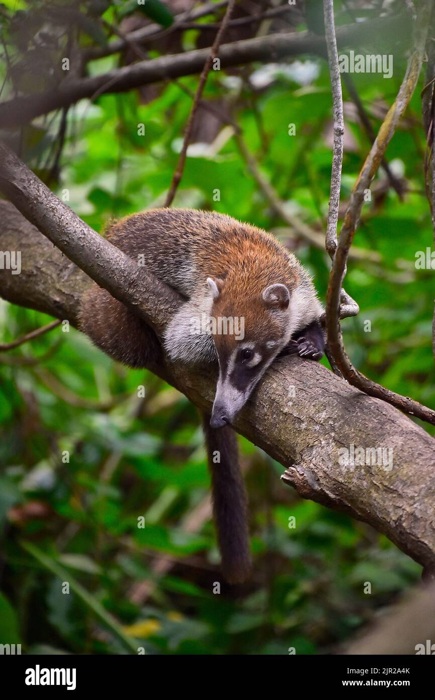 Exemplary of coati (Nasua narica) immersed in the tropic forest where ...