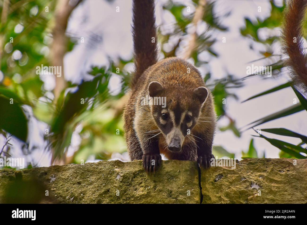 Exemplary of coati (Nasua narica) immersed in the tropic forest where ...