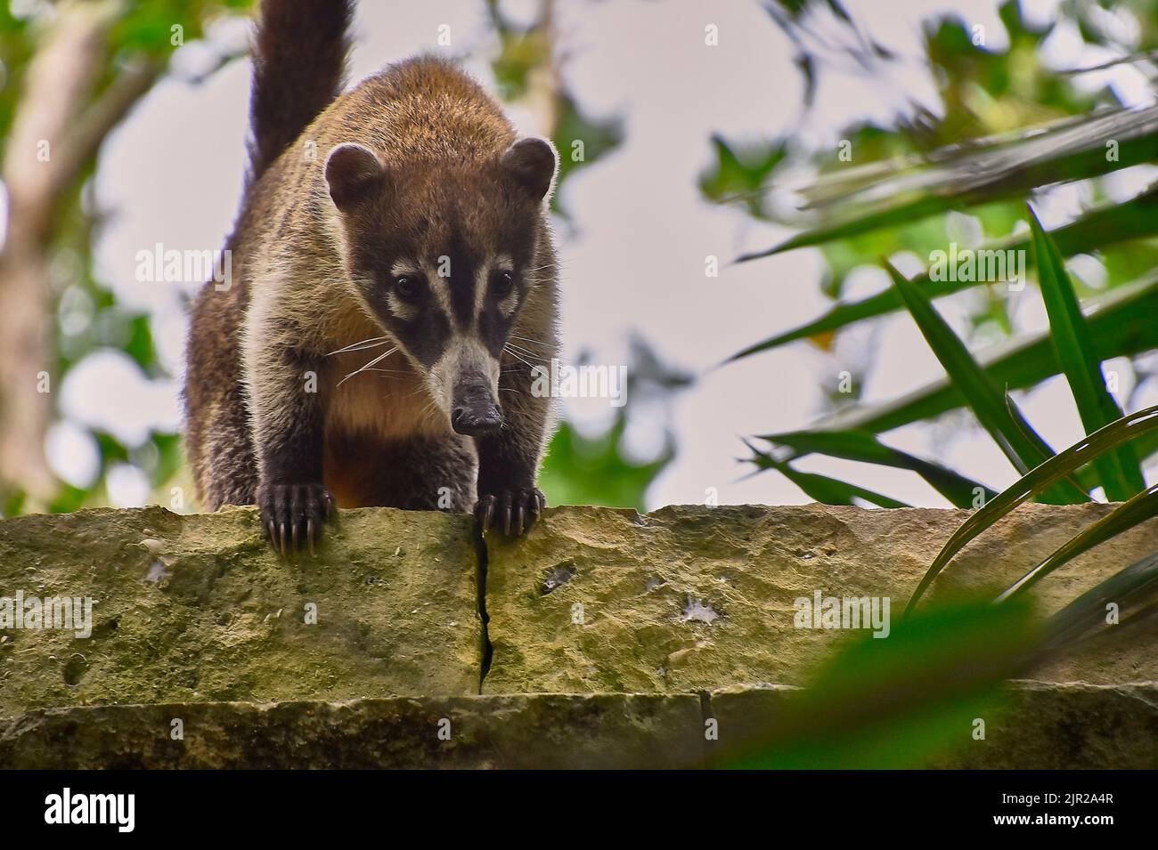 Exemplary of coati (Nasua narica) immersed in the tropic forest where ...