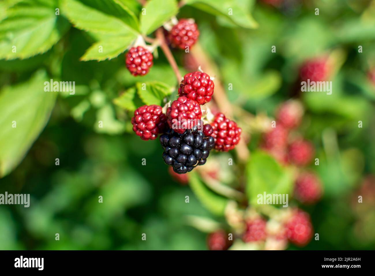 Blackberry - a fruit shrub that grows wild and is cultivated in gardens ...