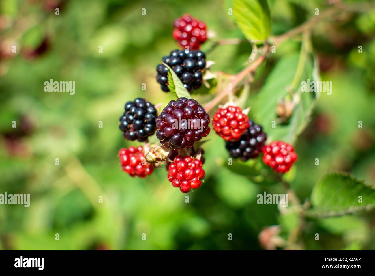 Blackberry - a fruit shrub that grows wild and is cultivated in gardens ...