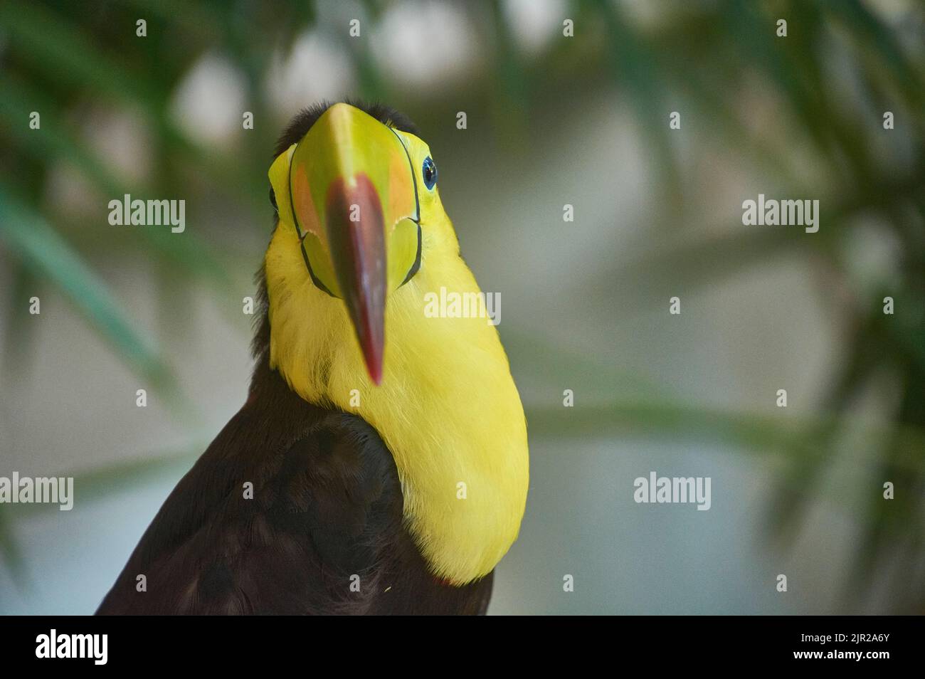 Portrait close up of an exotic toucan with huge beak and yellow chest ...
