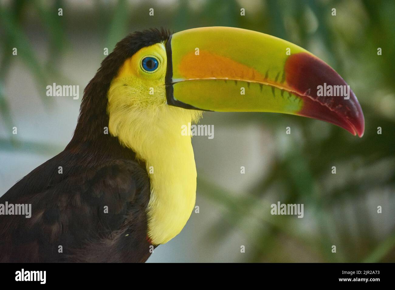 Portrait close up of an exotic toucan with huge beak and yellow chest ...