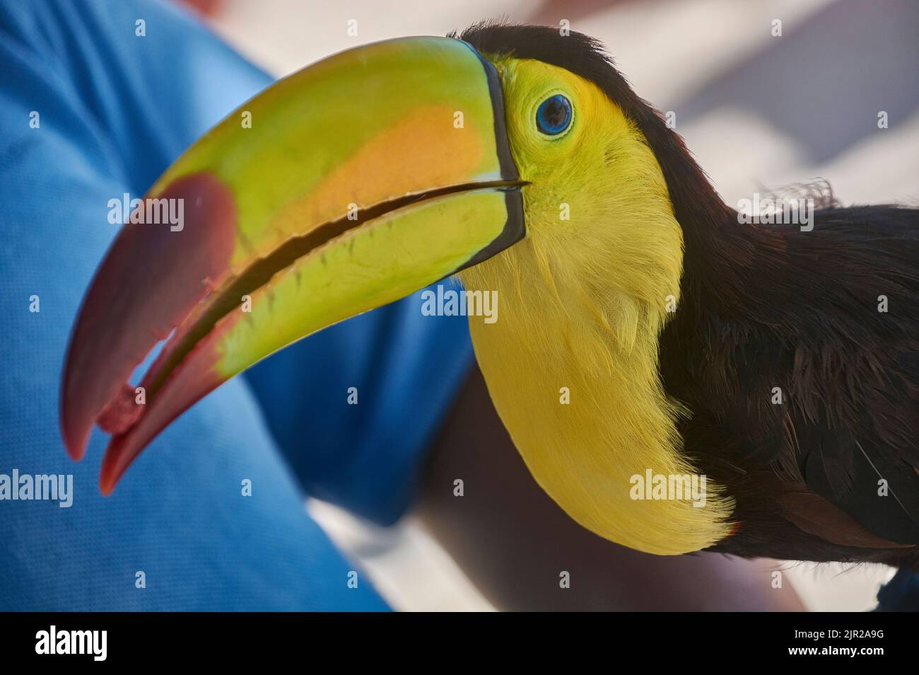 Portrait close up of an exotic toucan with huge beak and yellow chest Stock Photo - Alamy