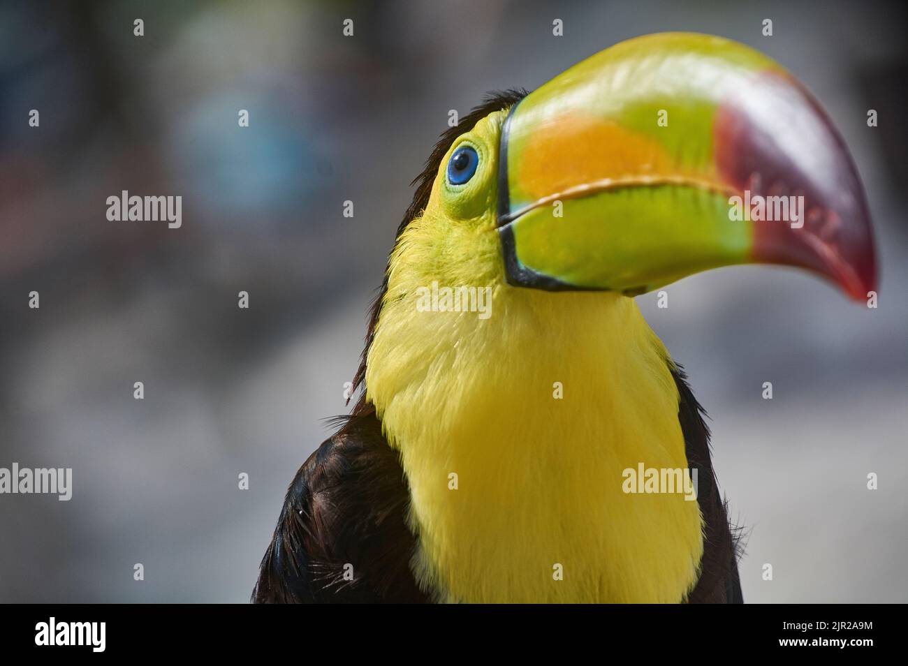 Portrait close up of an exotic toucan with huge beak and yellow chest ...