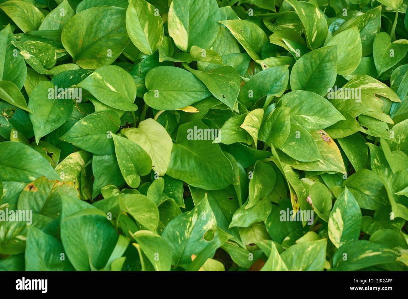 Texture of green leaves forming part of a typical Caribbean vegetation ...