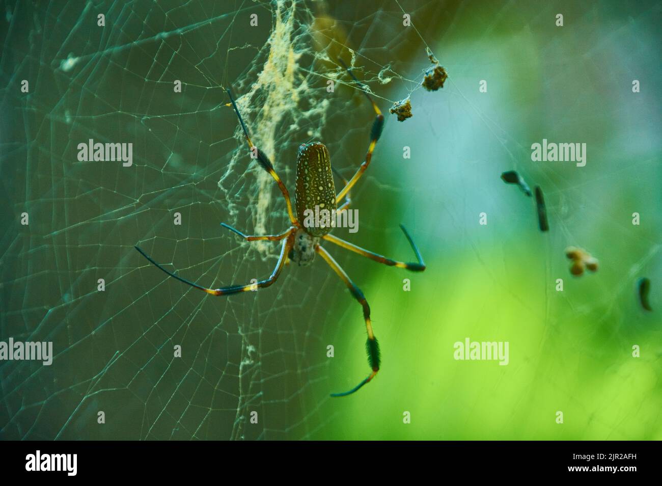 Tropical spider in warm colors and steadily lit in its spiderweb woven ...