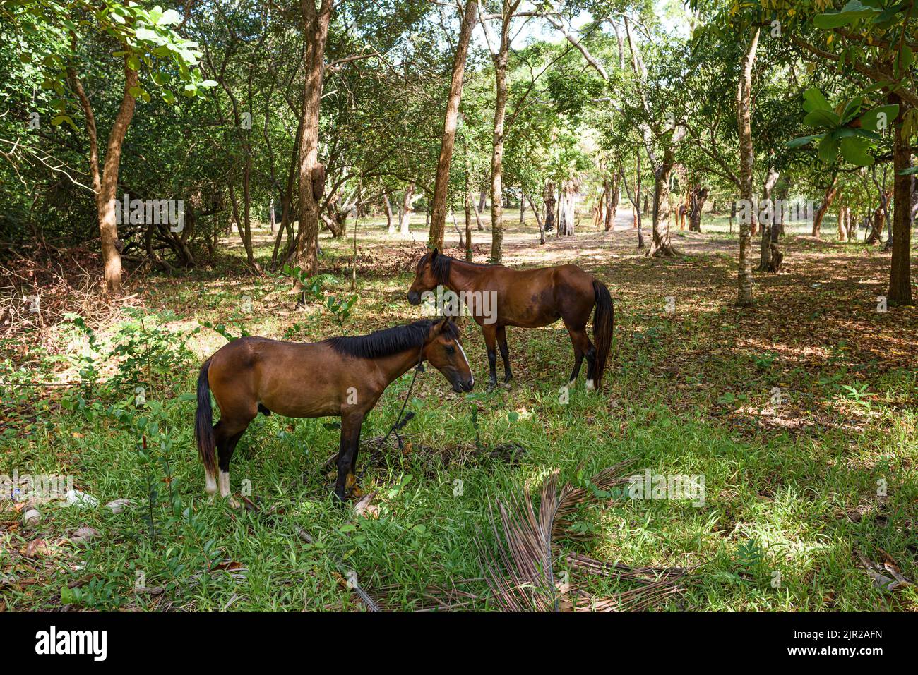 Jungle cattle and horses grazing on epic tropical island with beautiful ...