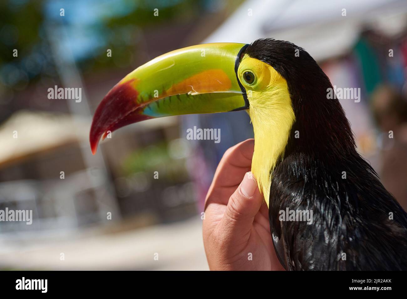 Beautiful tropical toucan in bright colors while being caressed by a ...